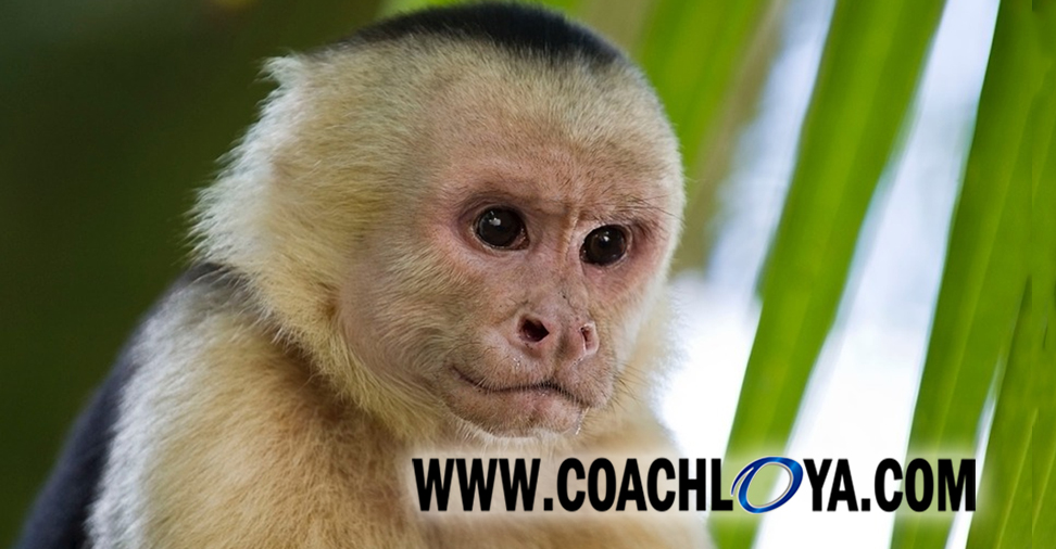 Lessons Learned from Service Animals | Lance Loya